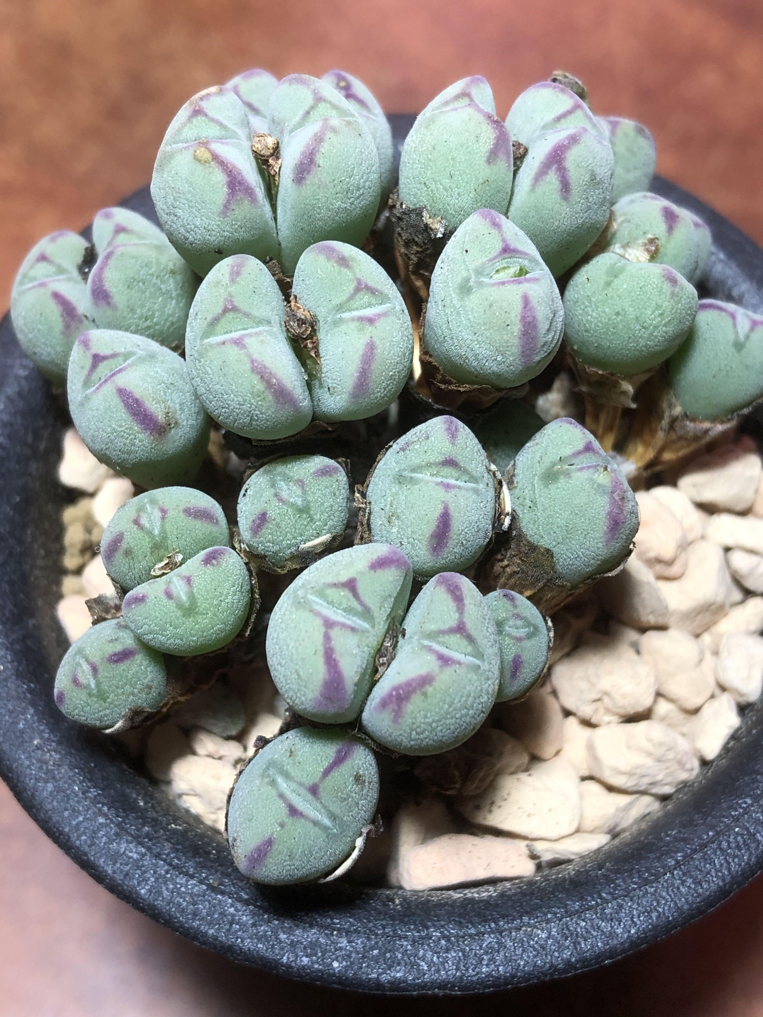 Conophytum chauviniae cluster, Furniture & Home Living, Gardening ...