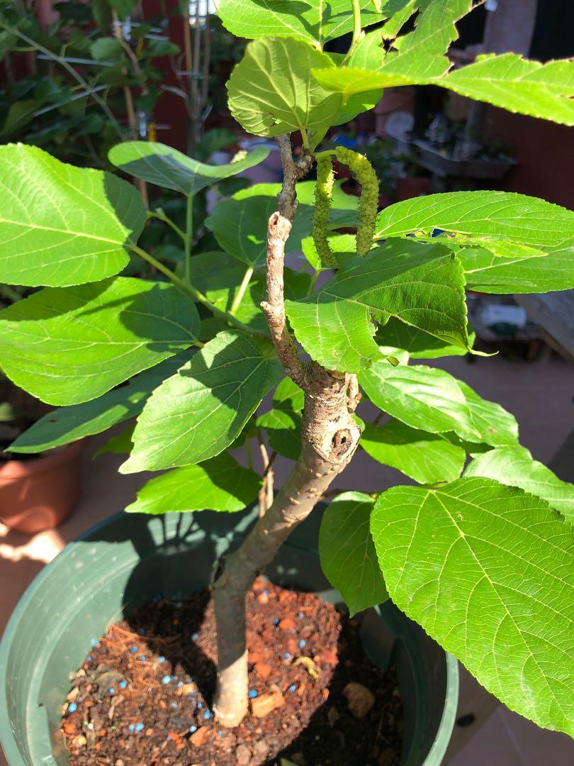 Fruiting Himalayan Mulberry (Morus Macroura) Potted Plant (Rare ...