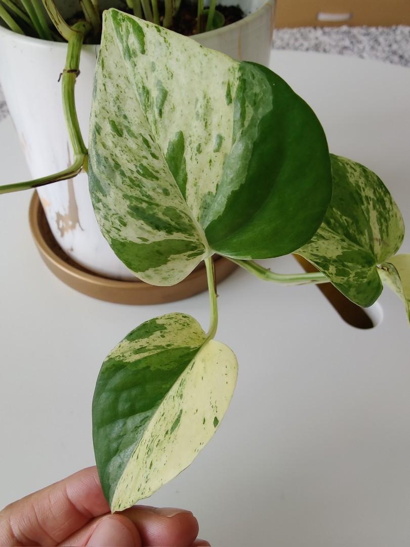 Pothos mix indoor plant with pot, Furniture & Home Living, Home Decor ...