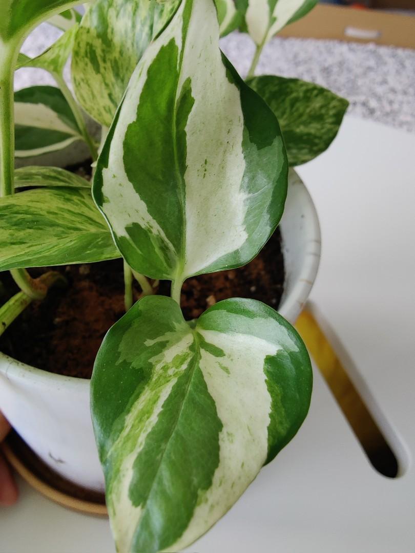 Pothos mix indoor plant with pot, Furniture & Home Living, Home Decor ...