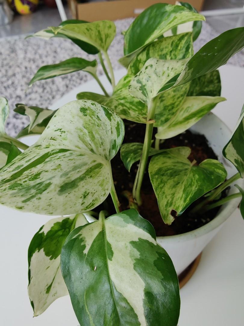 Pothos mix indoor plant with pot, Furniture & Home Living, Home Decor ...