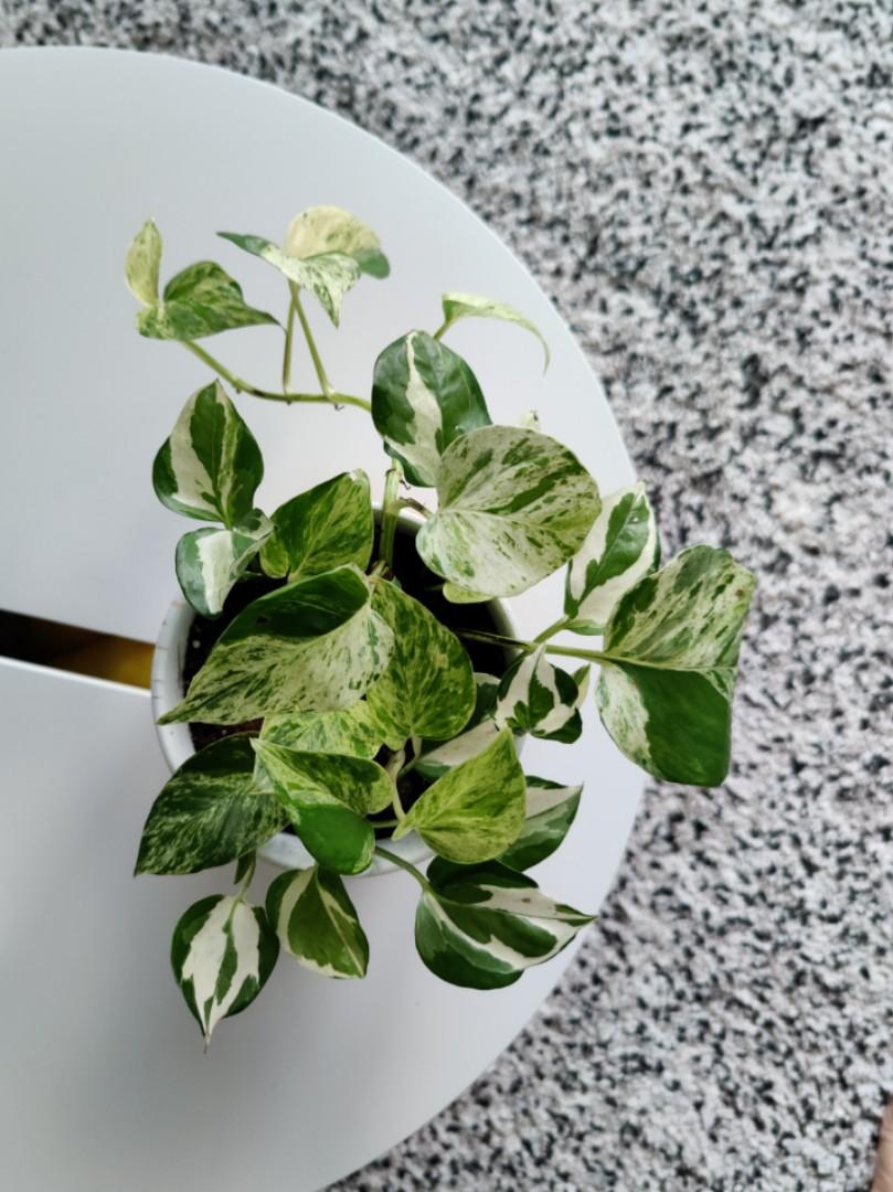 Pothos mix indoor plant with pot, Furniture & Home Living, Home Decor ...
