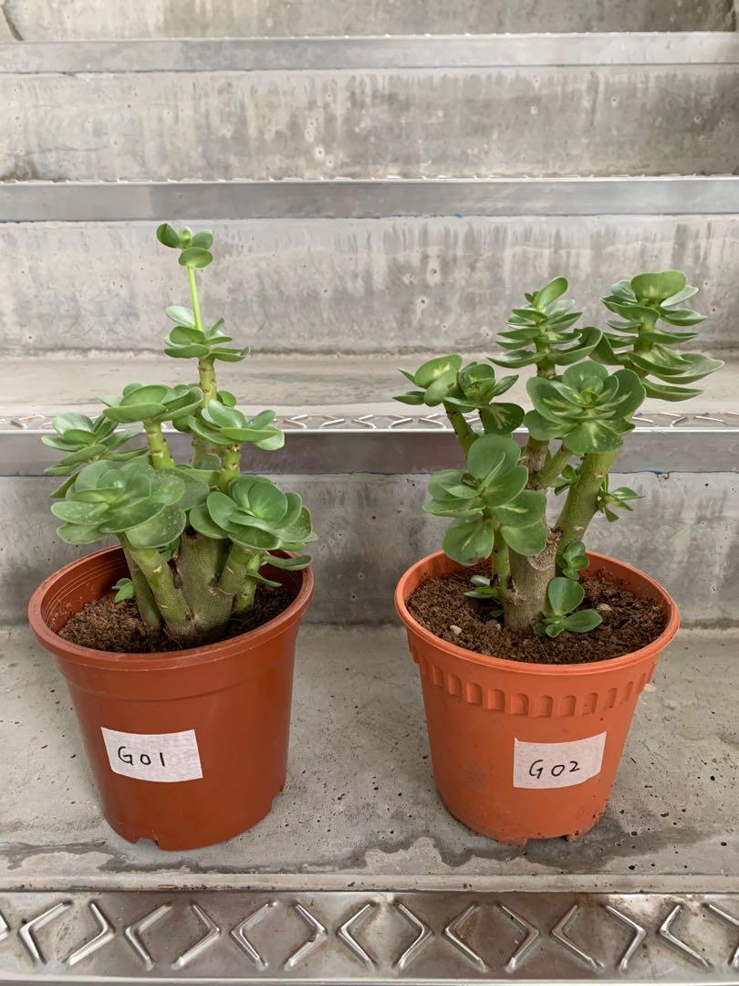 Gold Coin Plant / Portulaca molokiniensis / 金钱树, Furniture & Home ...