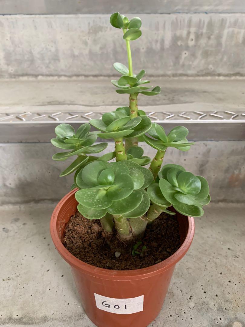 Gold Coin Plant / Portulaca molokiniensis / 金钱树, Furniture & Home ...