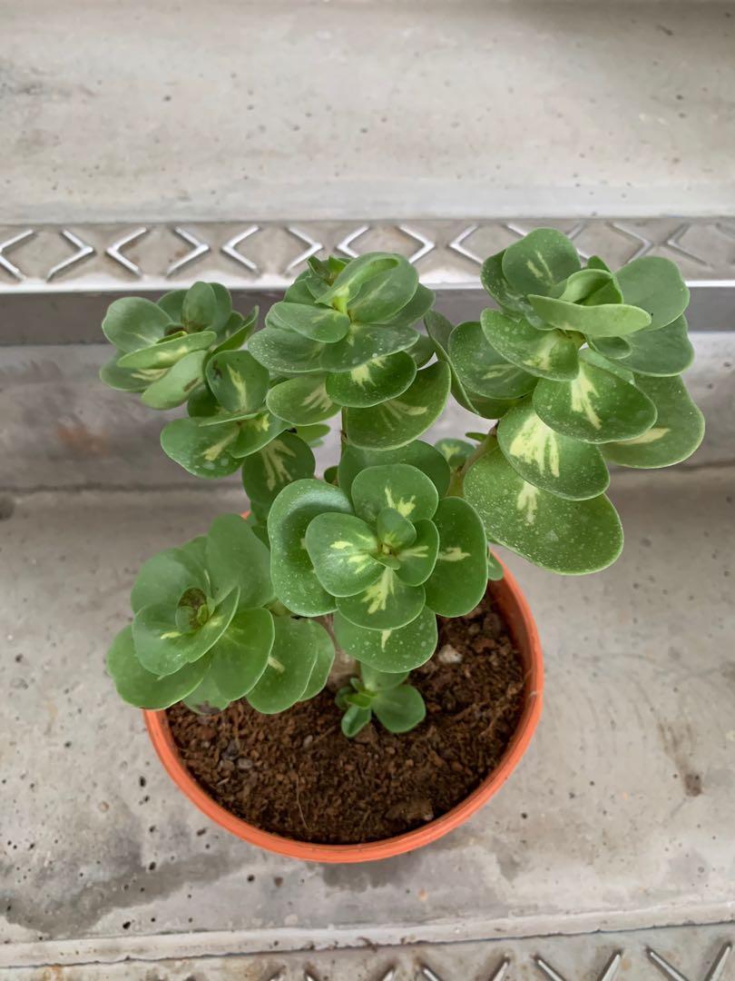 Gold Coin Plant / Portulaca molokiniensis / 金钱树, Furniture & Home ...