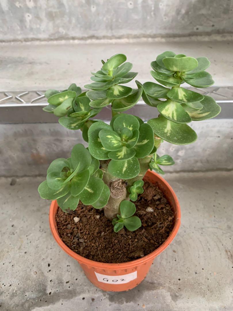 Gold Coin Plant / Portulaca molokiniensis / 金钱树, Furniture & Home ...