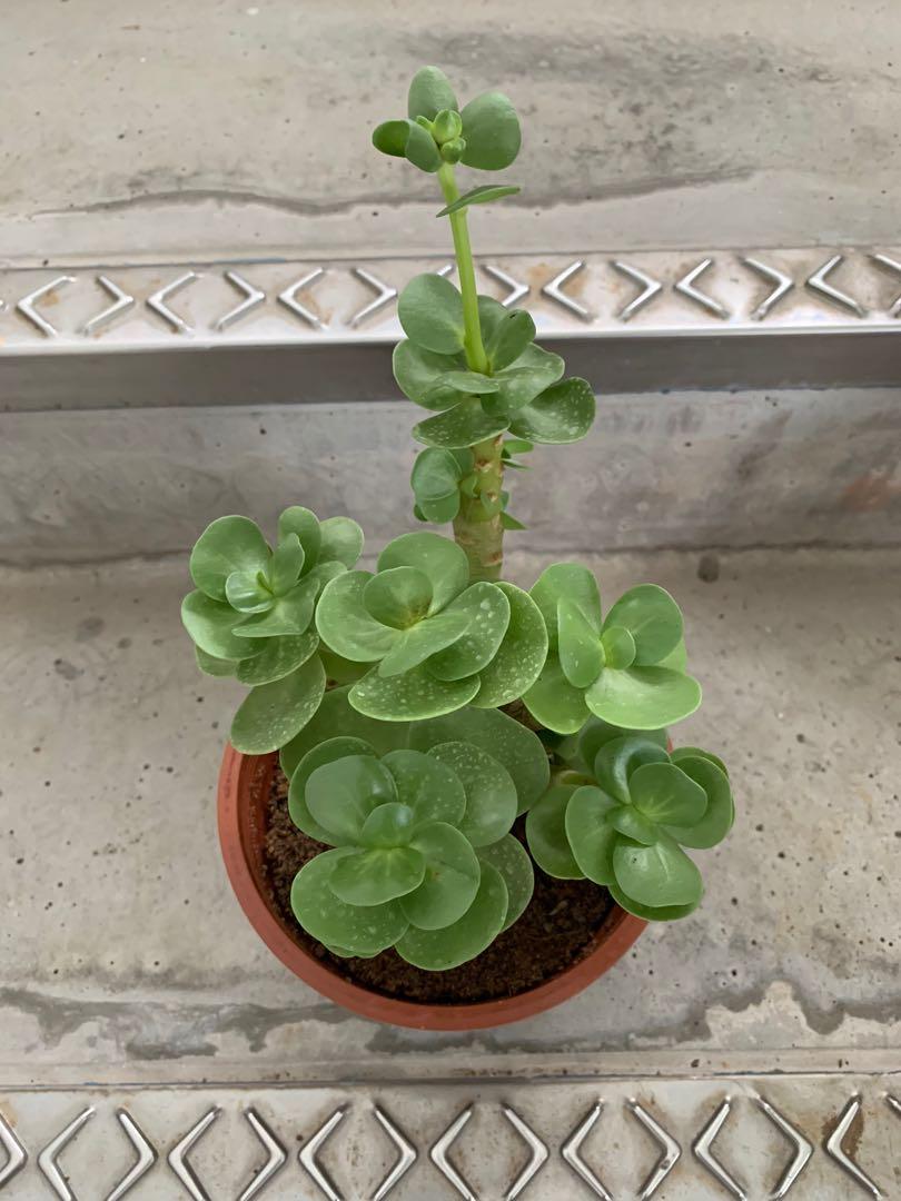 Gold Coin Plant / Portulaca molokiniensis / 金钱树, Furniture & Home ...