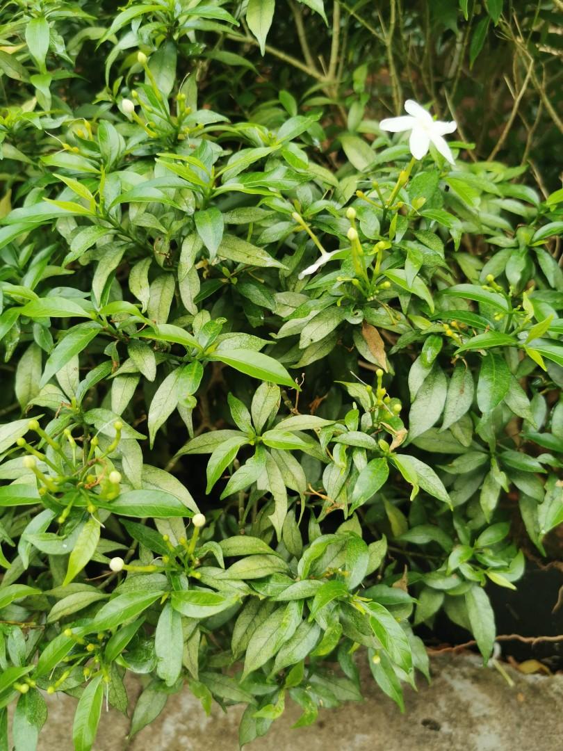 Crepe Jasmine / Ervatamia plant, Furniture & Home Living, Home Decor ...