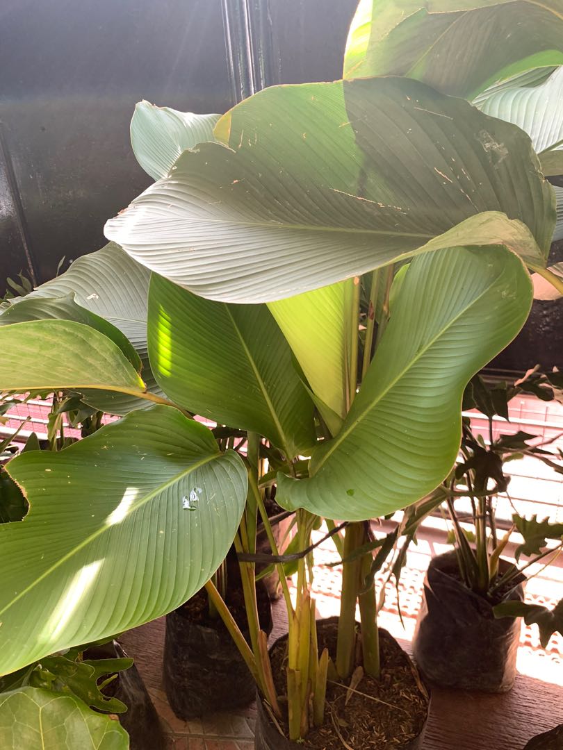 Calathea Lutea, Furniture & Home Living, Gardening, Plants & Seeds on ...