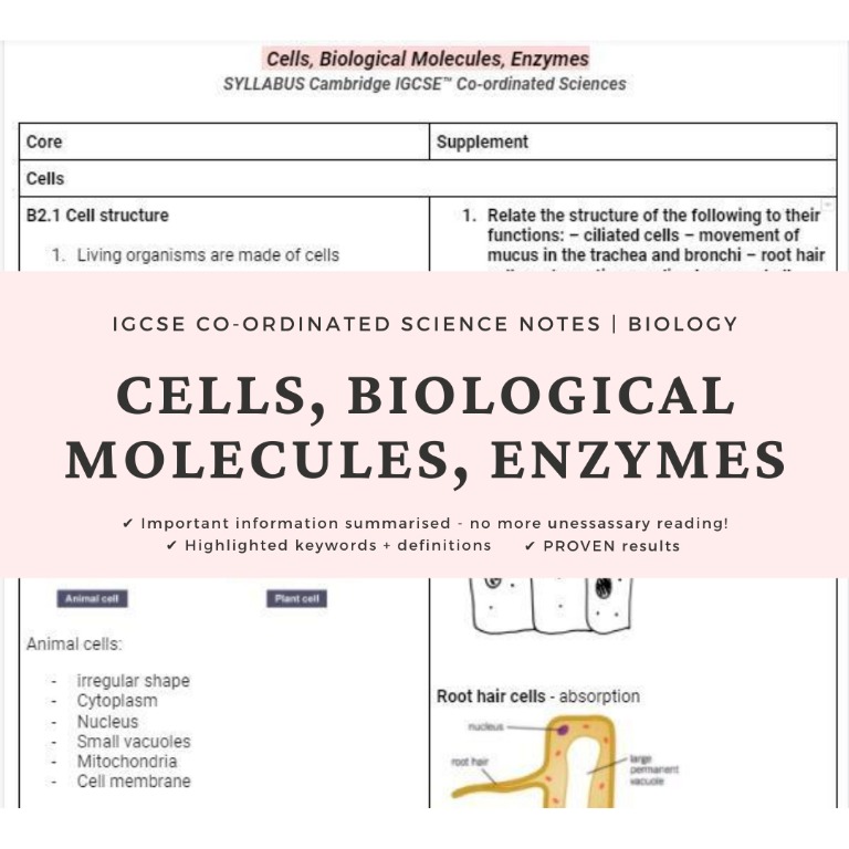 IGCSE BIO Notes - Cells, Biological Molecules, Enzymes - Co-ordinated ...