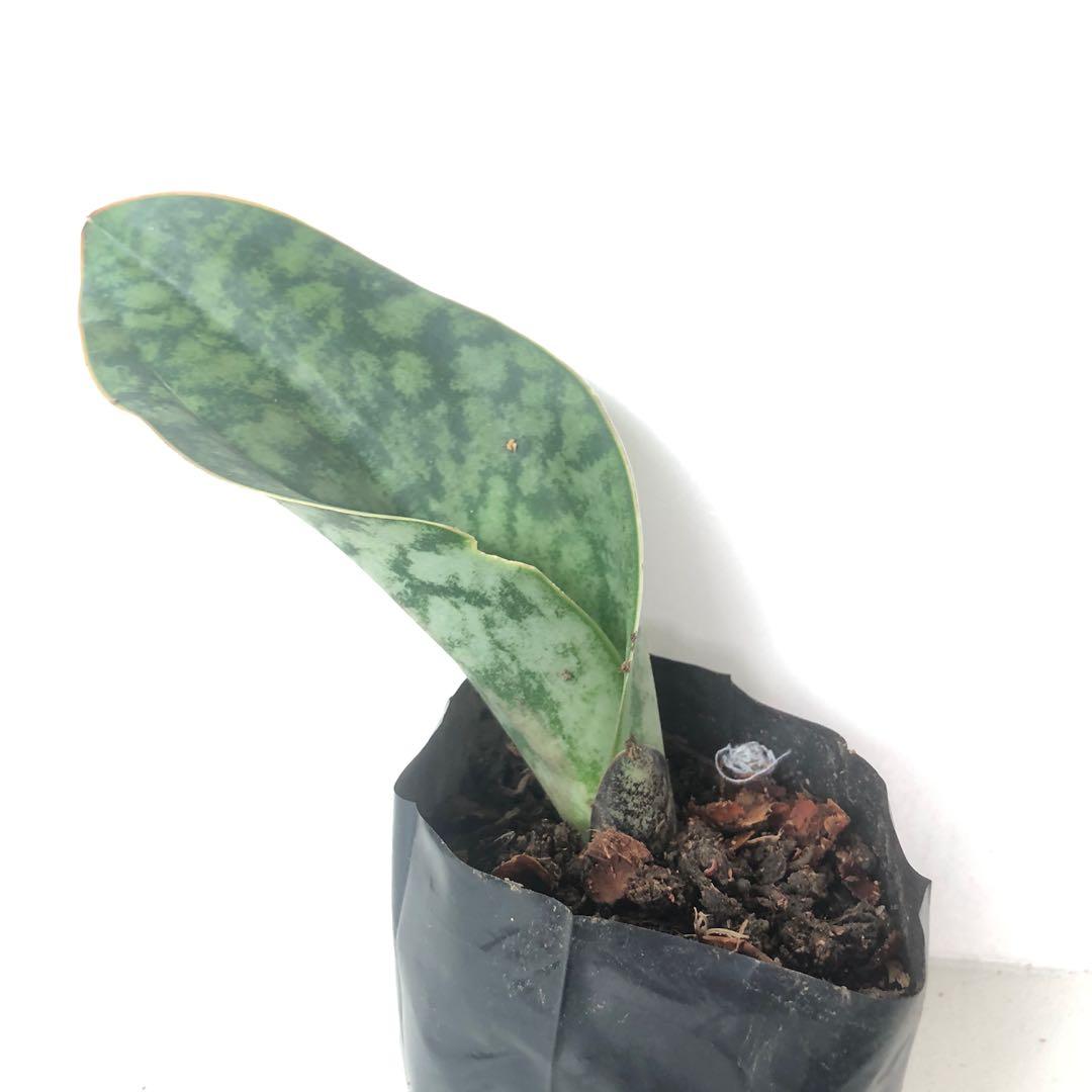 Shark Fin Snake Plant, Furniture & Home Living, Gardening, Plants ...