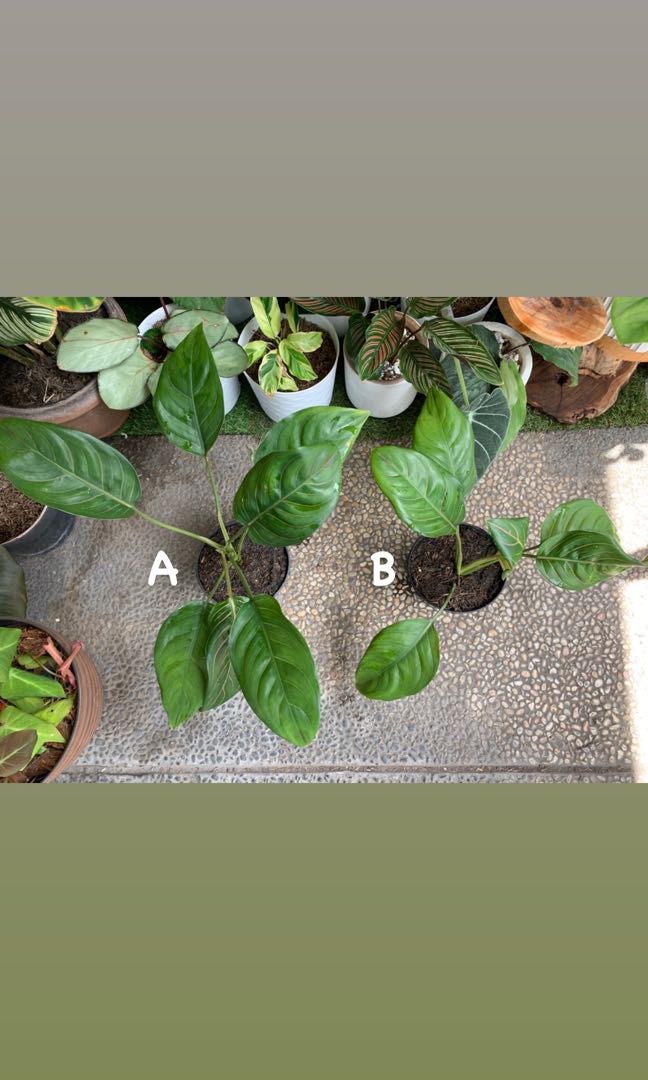 Aglaonema Rotundum Tiger, Furniture & Home Living, Gardening, Plants ...