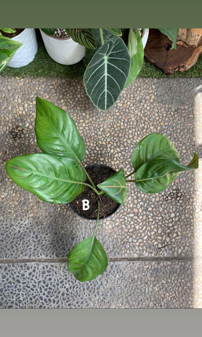 Aglaonema Rotundum Tiger, Furniture & Home Living, Gardening, Plants ...