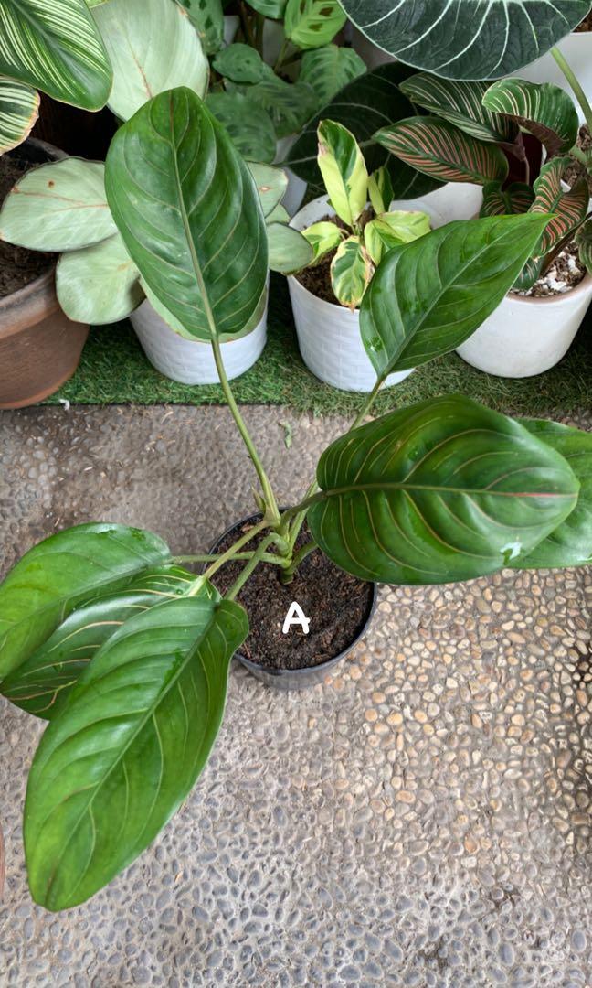Aglaonema Rotundum Tiger, Furniture & Home Living, Gardening, Plants ...