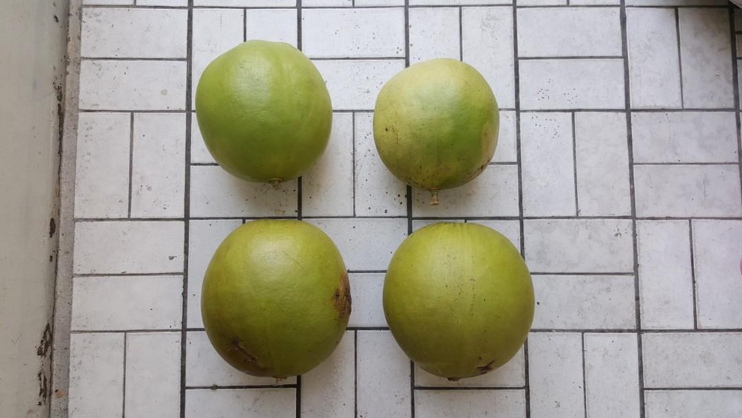 SOLD - Calabash Tree Fruit Miracle Fruit Herbal Fruit, Food & Drinks ...