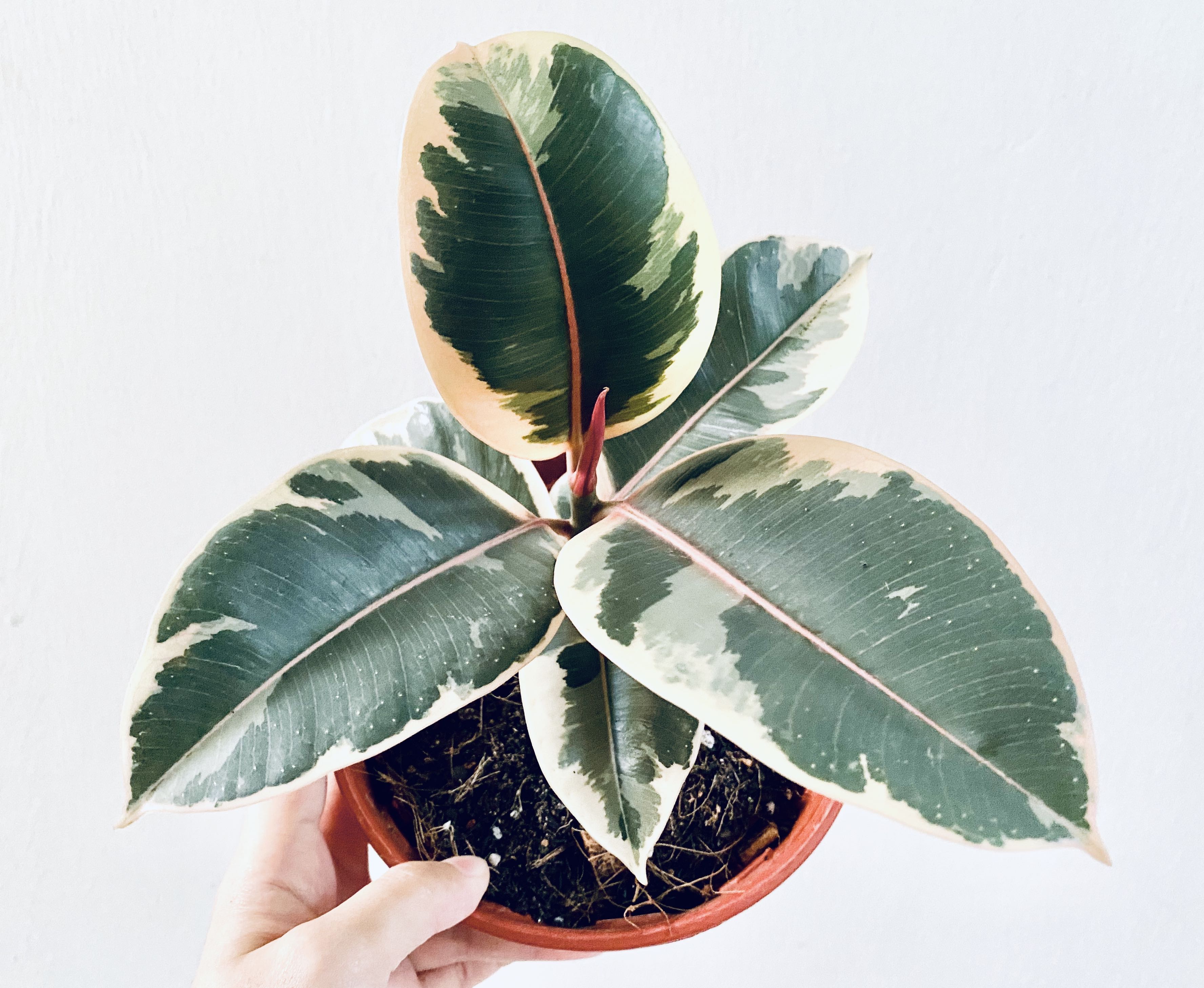 Ficus Elastica Tineke - Rubber Fig, Furniture & Home Living, Gardening ...