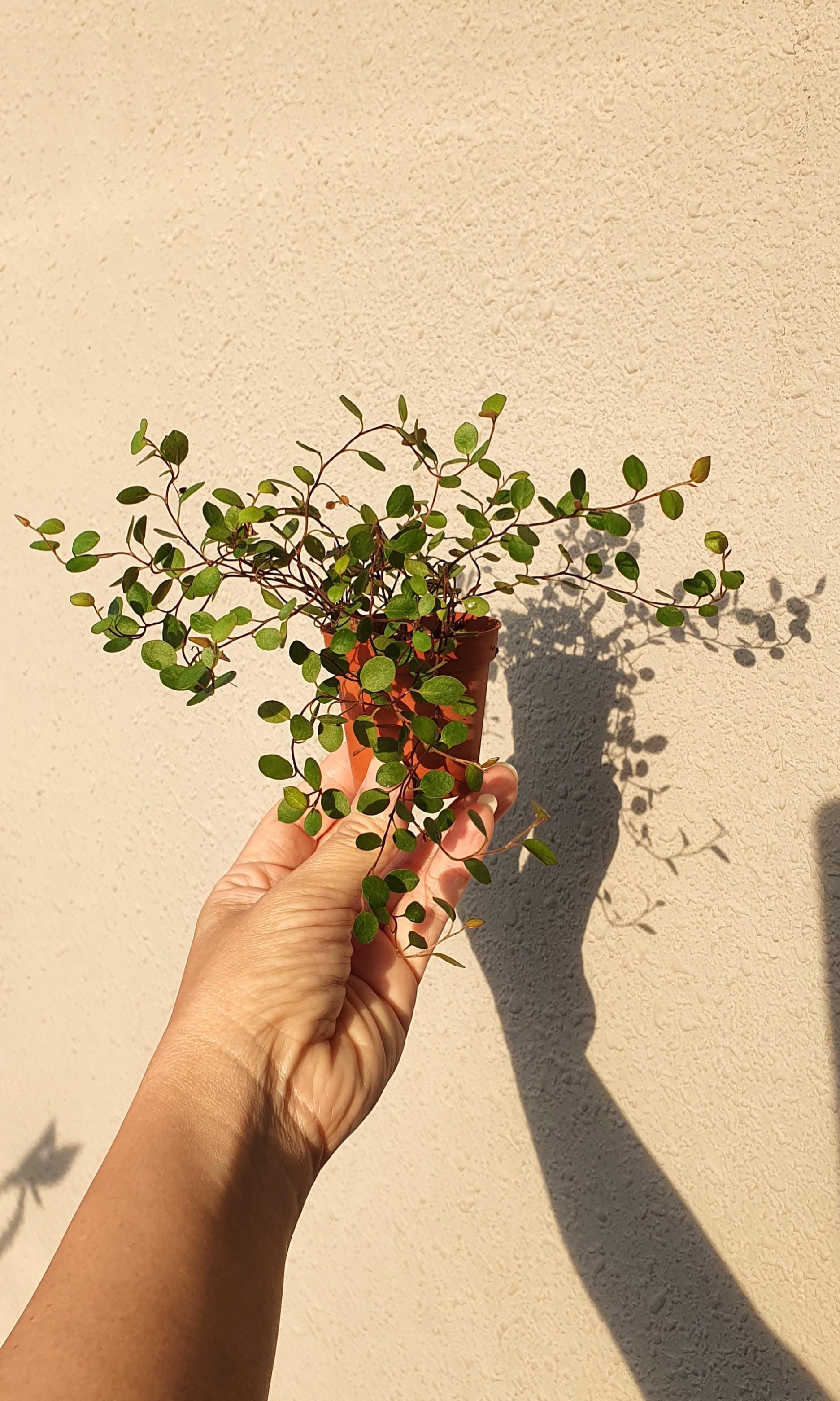 Muehlenbeckia complexa/Angel vine/Wire vine/Maidenhair vine, Furniture ...