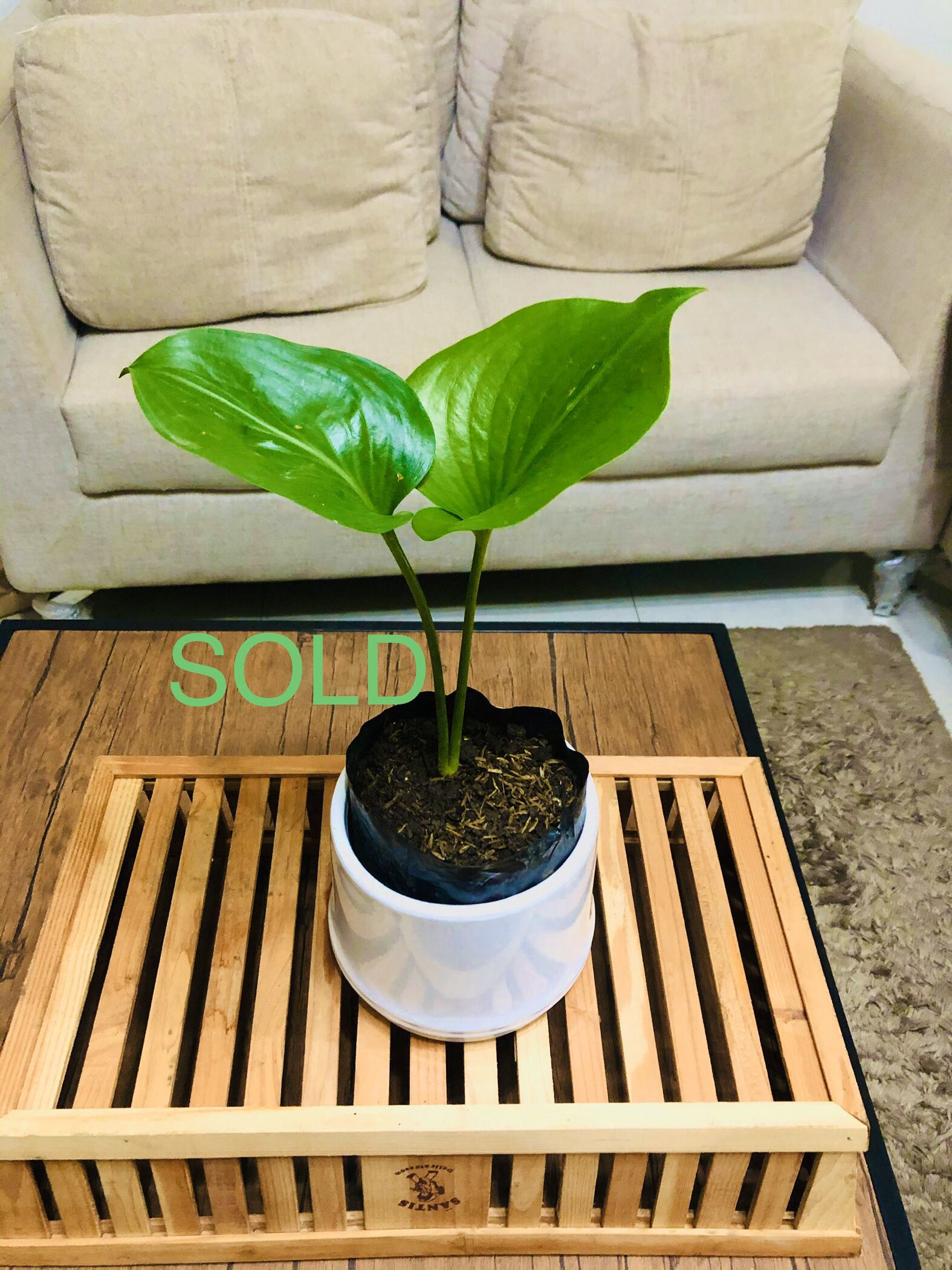 Abud Plant - Hosta Buster Plant, Furniture & Home Living, Gardening ...