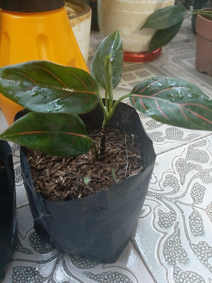 Aglaonema Rotundum Tiger, Furniture & Home Living, Gardening, Plants ...