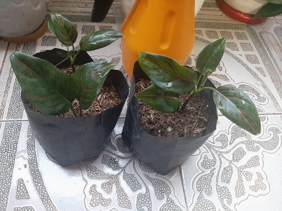 Aglaonema Rotundum Tiger, Furniture & Home Living, Gardening, Plants ...