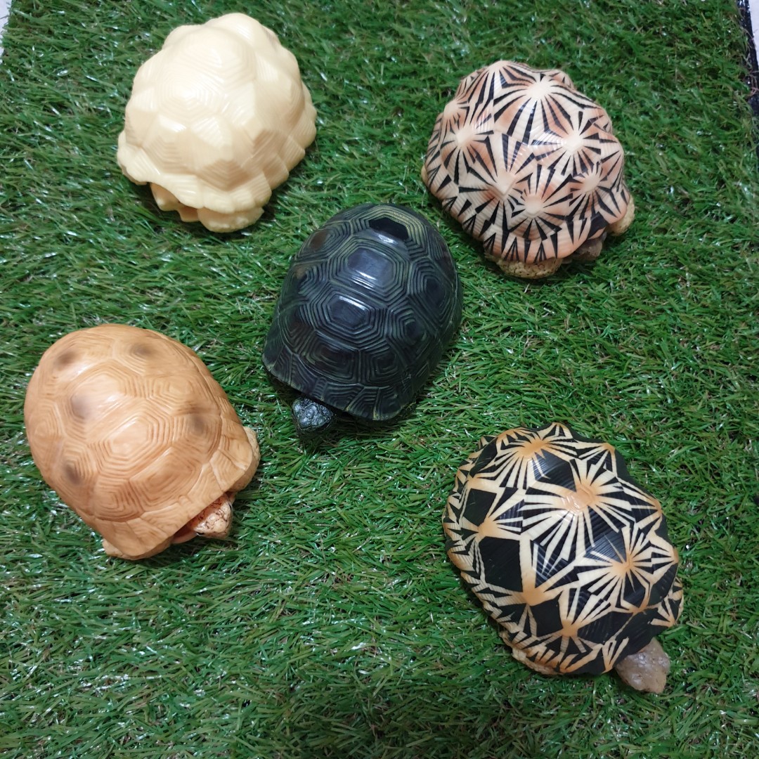 Radiated/ Aldabra/ Albino Tortoise figures set of 5, Hobbies & Toys ...