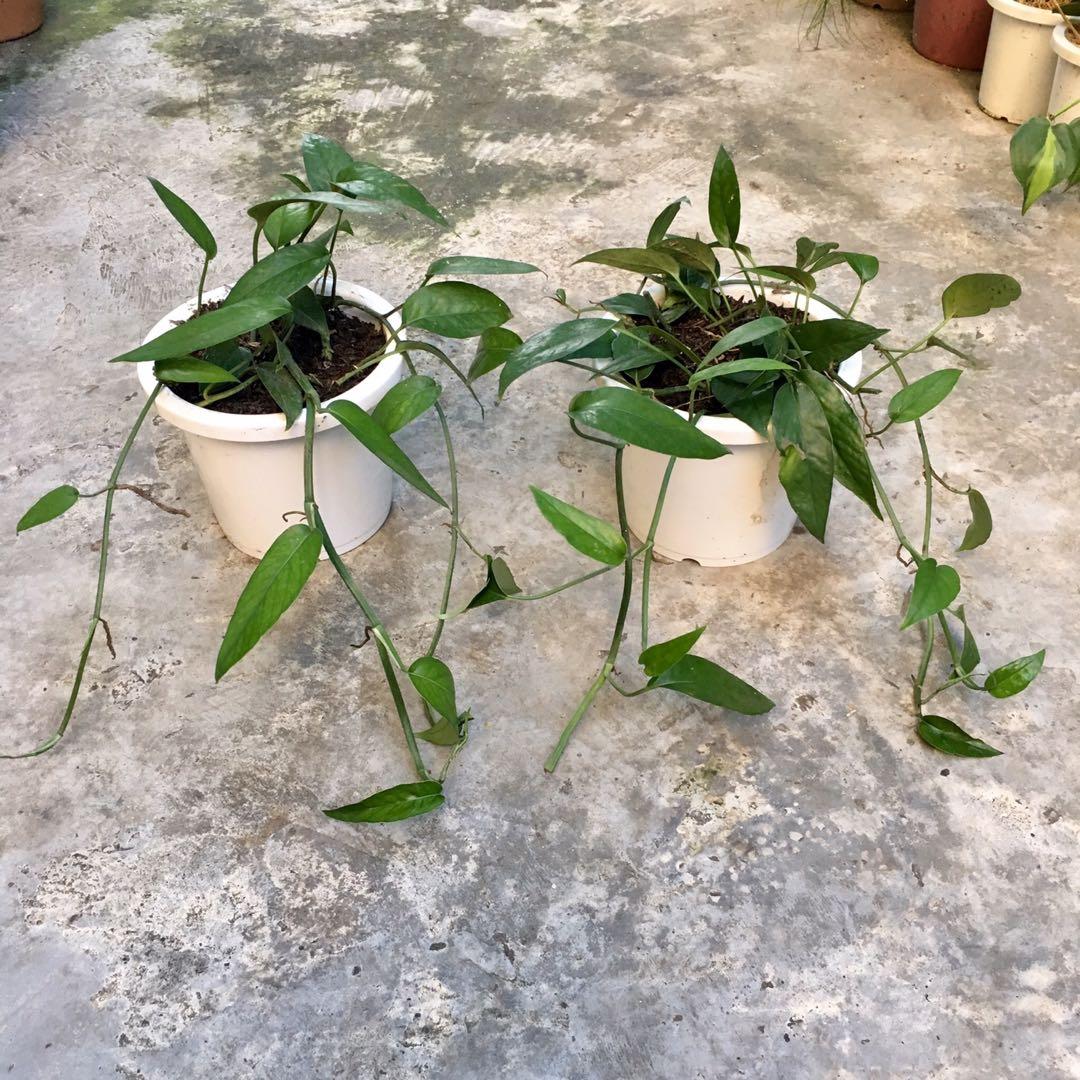 Epipremnum pinnatum or Tibatib (Juvenile form), Furniture & Home Living ...