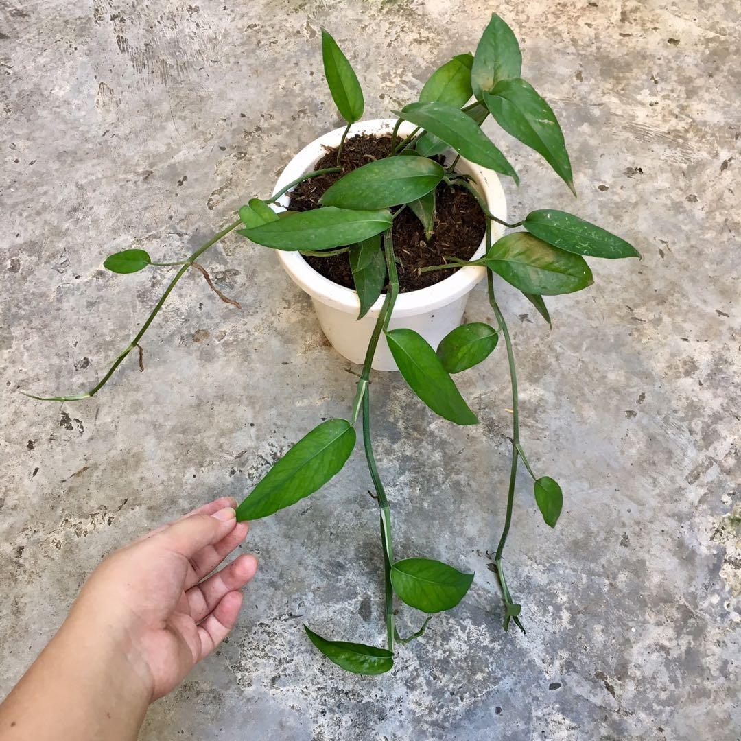 Epipremnum pinnatum or Tibatib (Juvenile form), Furniture & Home Living ...