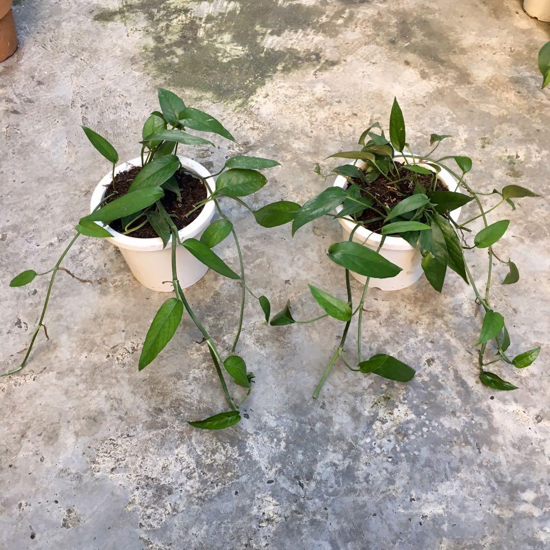 Epipremnum pinnatum or Tibatib (Juvenile form), Furniture & Home Living ...