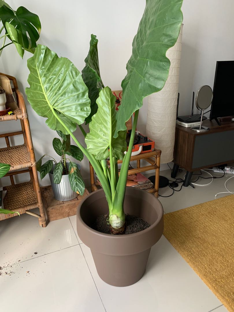 Pokok keladi gajah besar, Home & Furniture, Gardening on Carousell