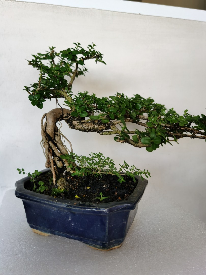 Premna bonsai., Furniture & Home Living, Gardening, Plants & Seeds on ...