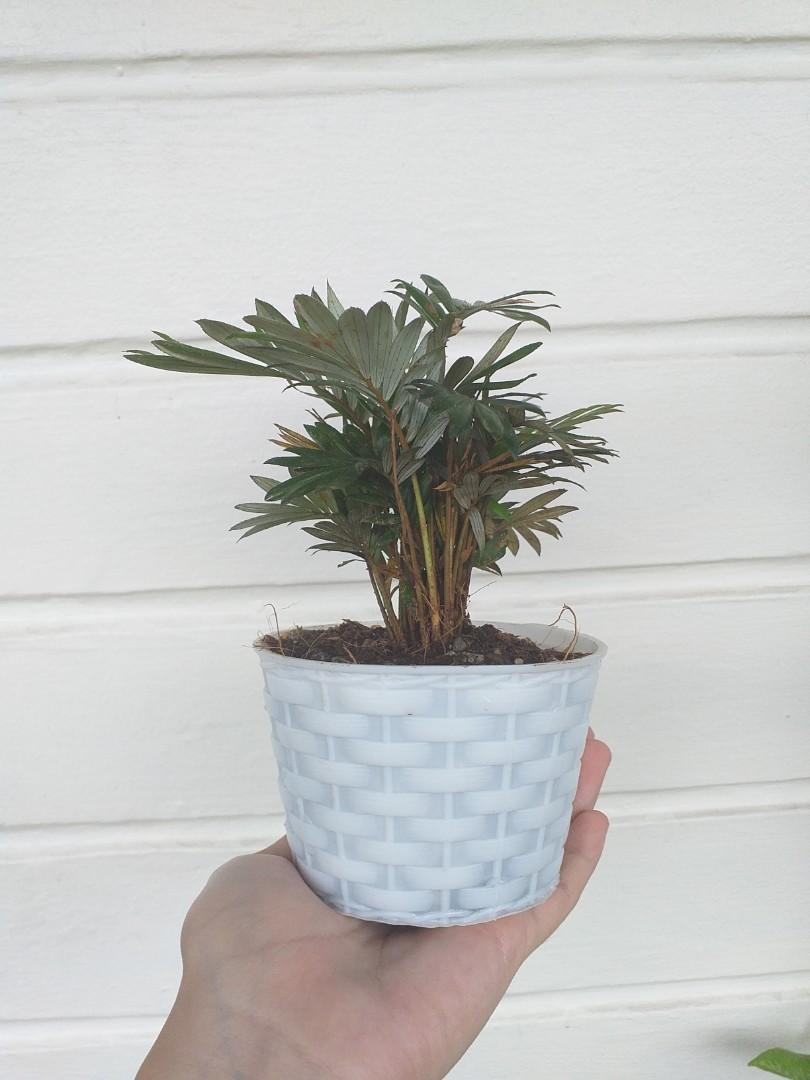 Dwarf Chinese Palmera (Mini Rattan Palm, Indoor Plant), Furniture ...