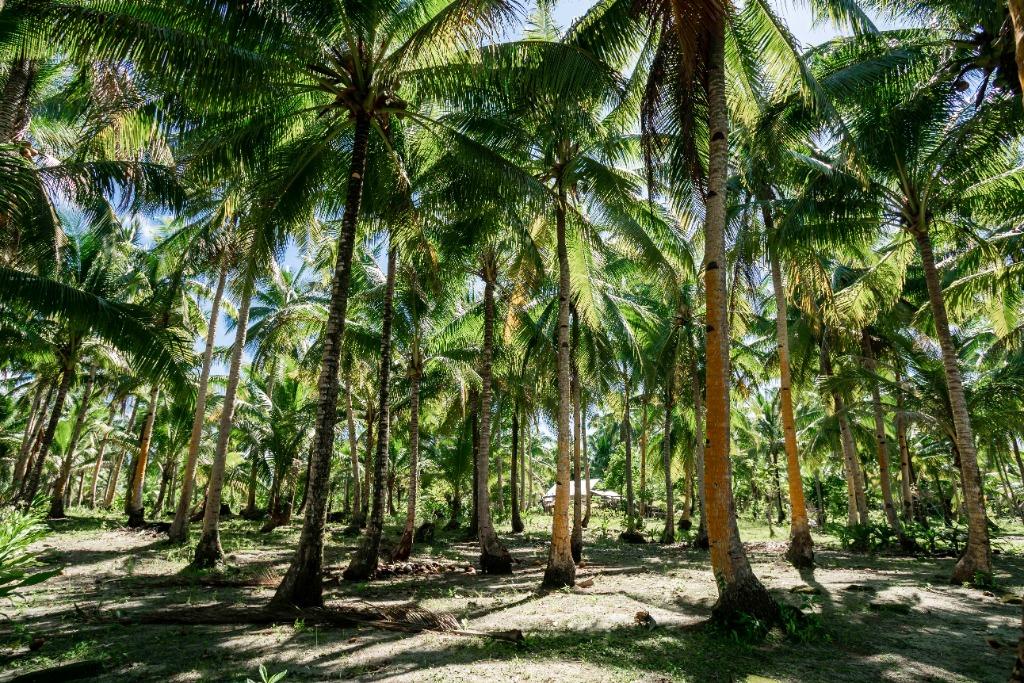 Siargao's Daku Beachfront Land & TITLED Beachfront Lot in Giwan (Guiuan ...