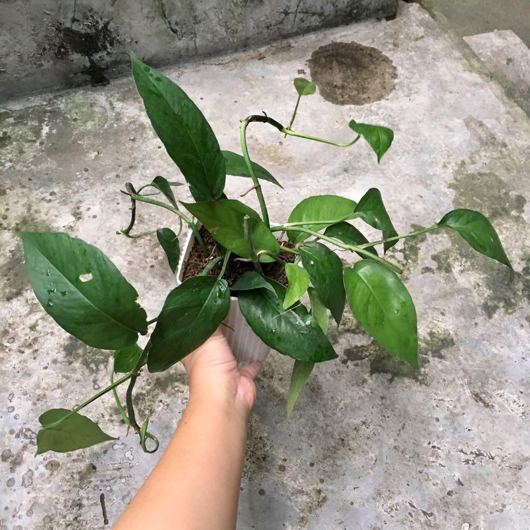 Epipremnum pinnatum or Tibatib (Juvenile form), Furniture & Home Living ...