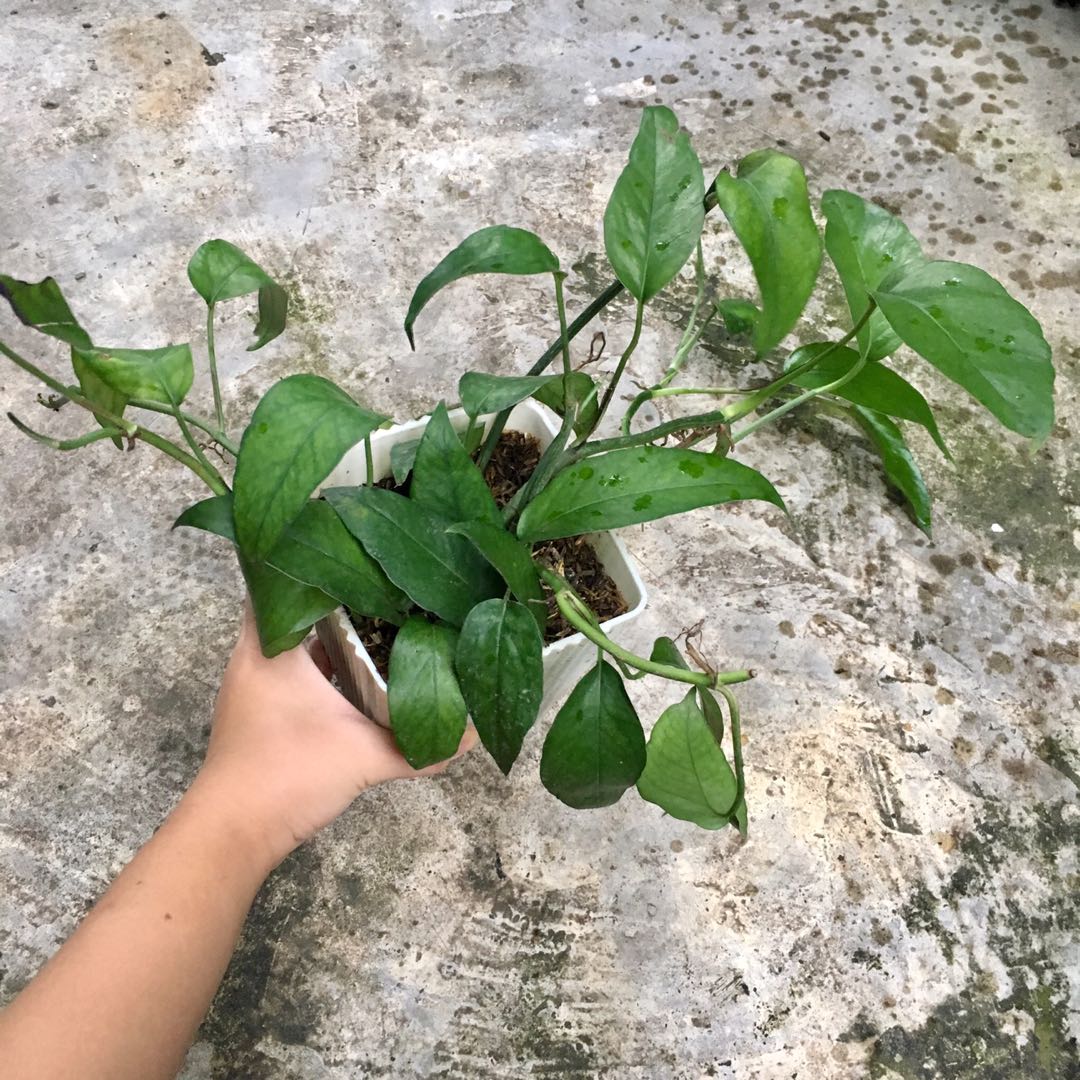 Epipremnum pinnatum or Tibatib (Juvenile form), Furniture & Home Living ...