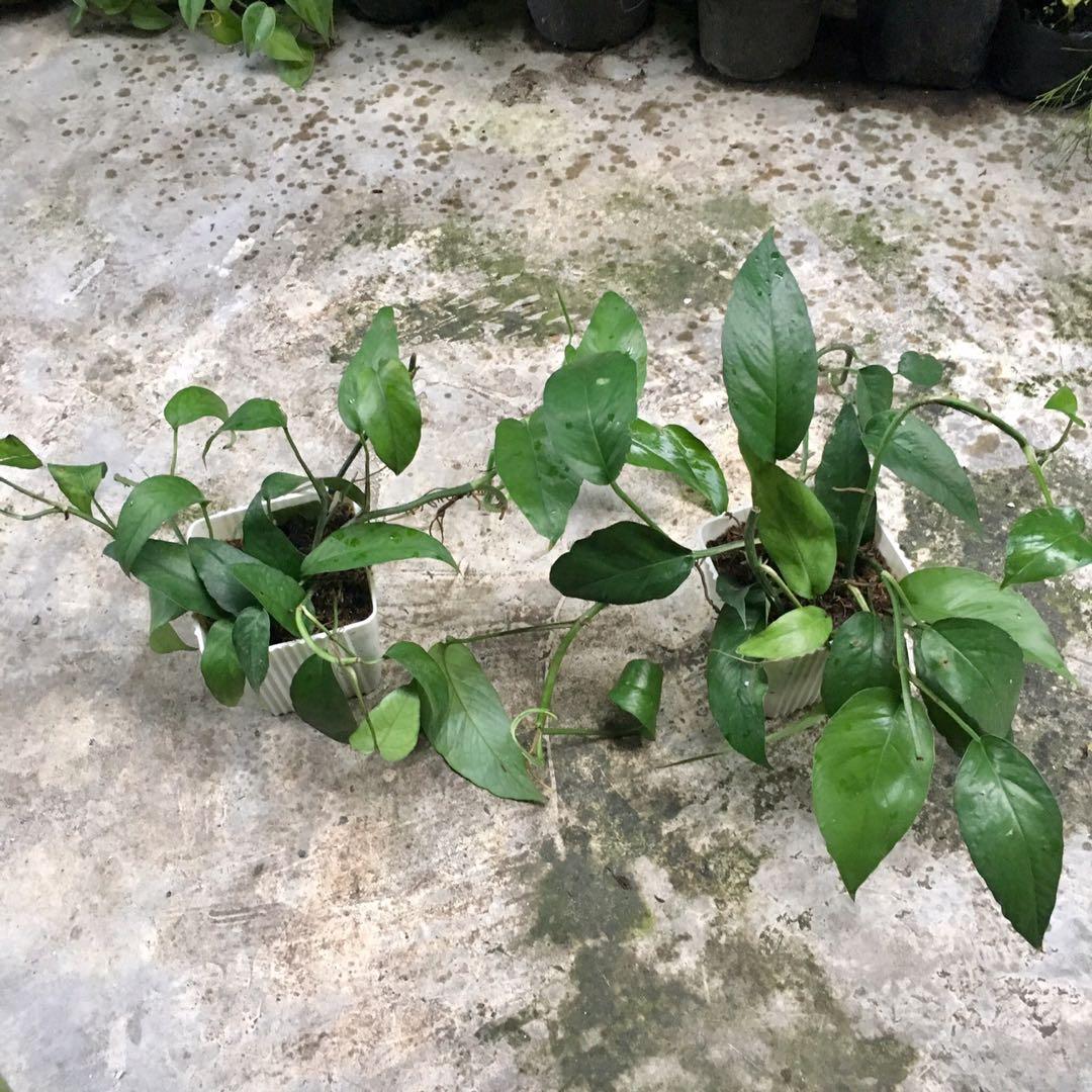 Epipremnum pinnatum or Tibatib (Juvenile form), Furniture & Home Living ...