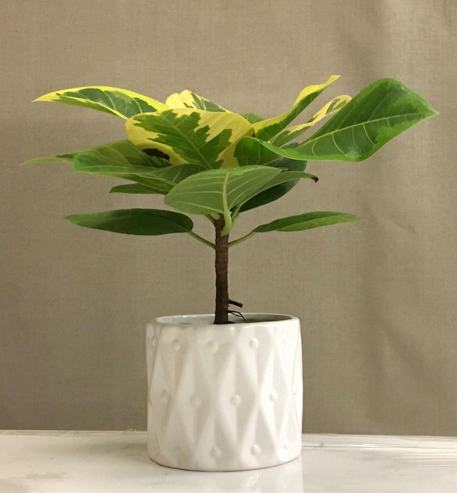 {Preorder} Ficus Benghalensis Variegated Banyan Fig, Furniture & Home ...