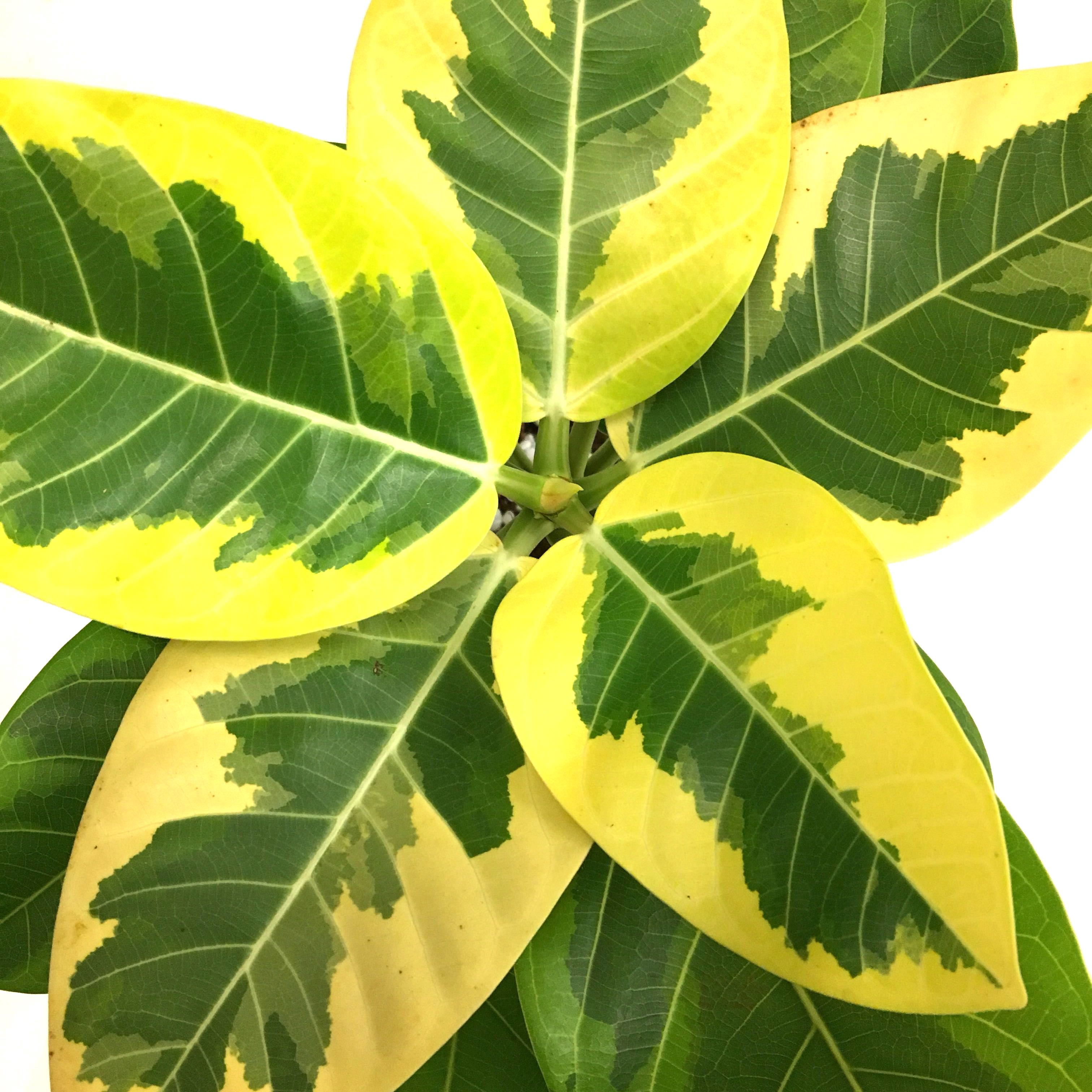 {Preorder} Ficus Benghalensis Variegated Banyan Fig, Furniture & Home ...