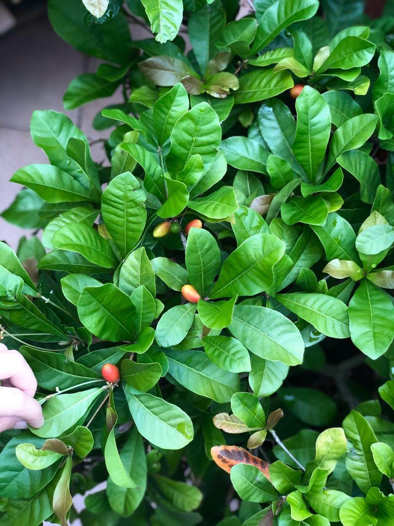 Big African Miracle Fruit Potted Plant, Furniture & Home Living ...