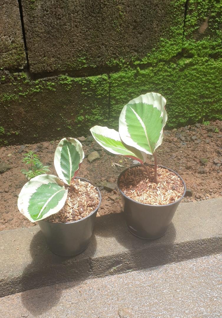 Calathea Roseopicta Cynthia, Furniture & Home Living, Gardening ...