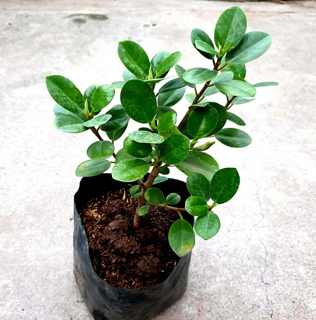 Ficus Nana / Baby Rubber tree / Money plant, Furniture & Home Living ...