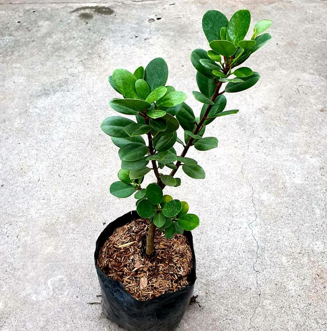 Ficus Nana / Baby Rubber tree / Money plant, Furniture & Home Living ...