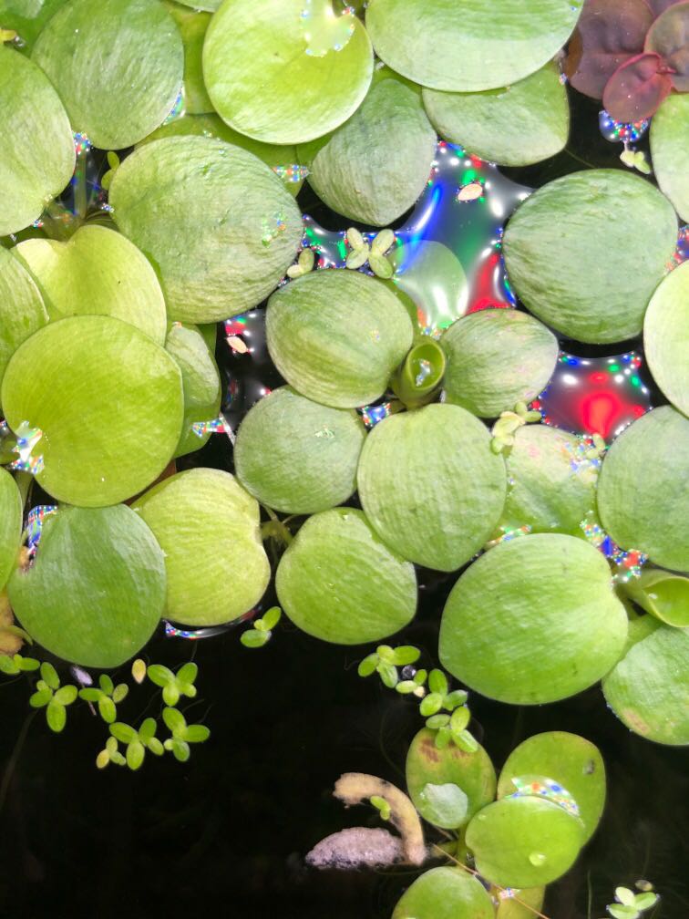 Frogbit floating plant, Furniture & Home Living, Gardening, Plants ...
