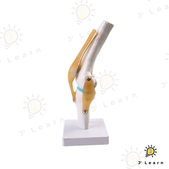 Anatomical Knee Joint Movable with Ligaments 1:1 Scale Educational ...
