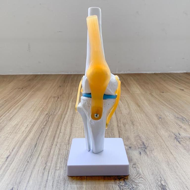 Anatomical Knee Joint Movable with Ligaments 1:1 Scale Educational ...