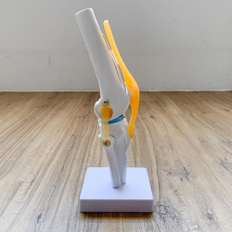 Anatomical Knee Joint Movable with Ligaments 1:1 Scale Educational ...