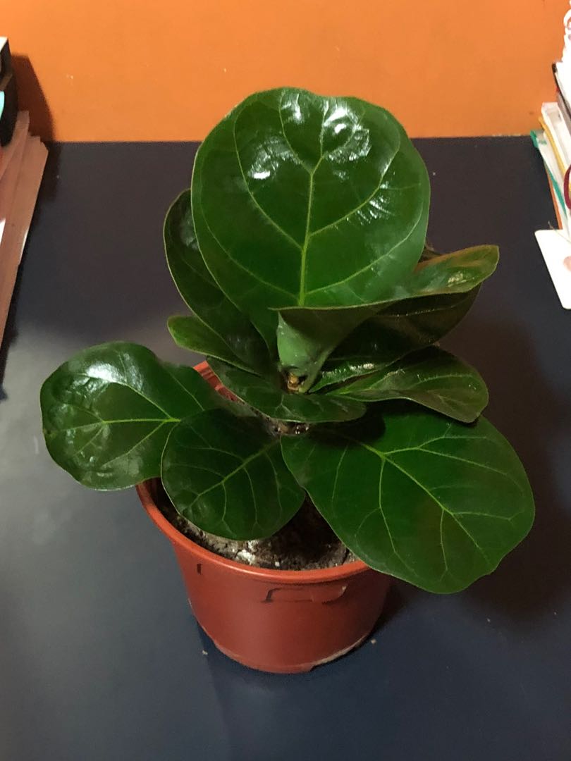fiddle leaf fig, ficus lyrata, Furniture & Home Living, Gardening ...