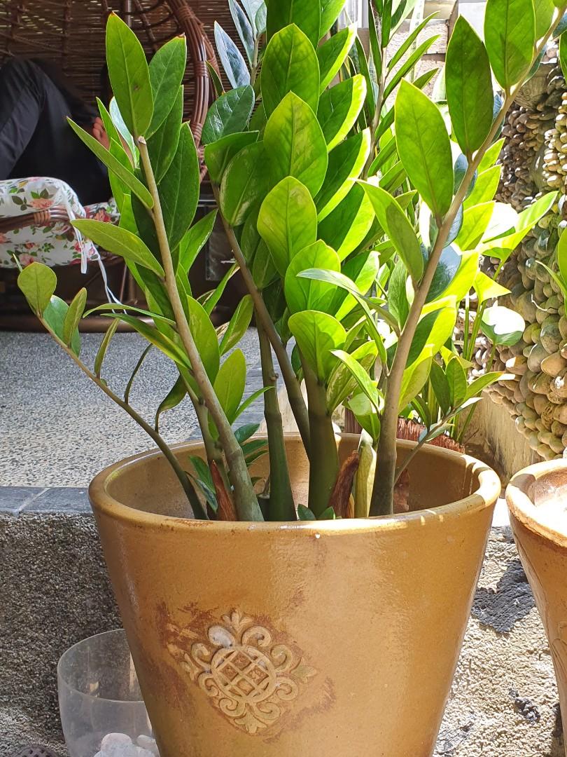 Pokok money plant with pasu, Furniture & Home Living, Gardening, Plants ...