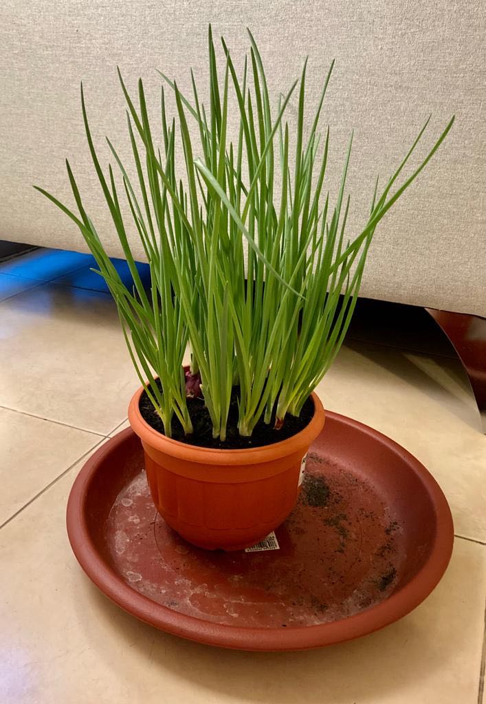 Spring Onion Plant (Pre-order, 1week), Furniture & Home Living ...