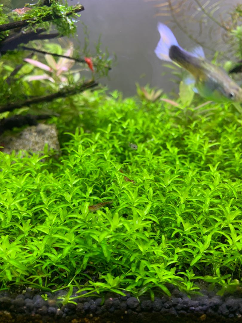 Micranthemum Micranthemoides aka Pearlweed, Pet Supplies, Homes & Other ...