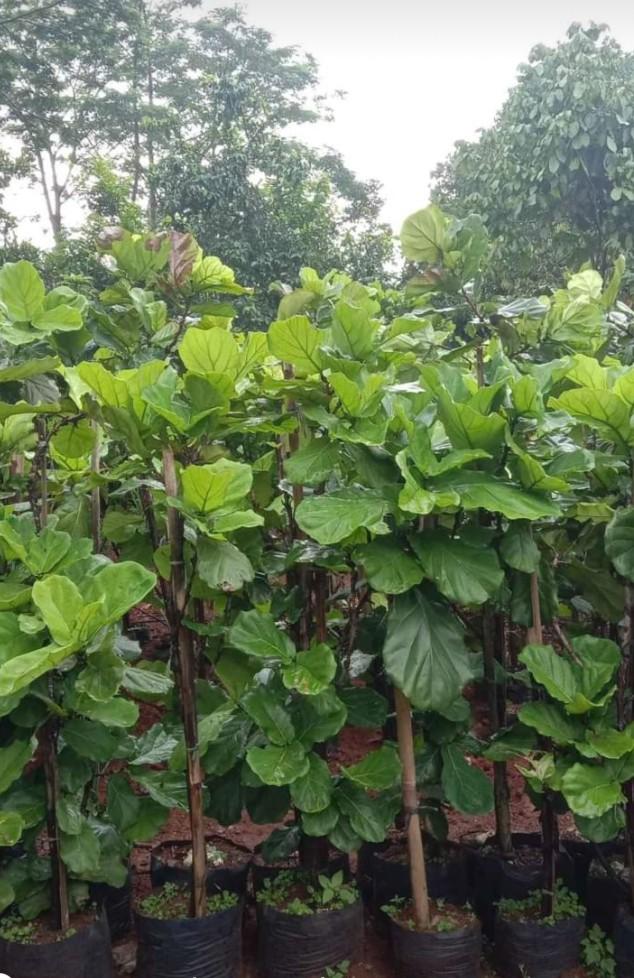 Pohon biola cantik/pohon biola cantik, Perkebunan di Carousell